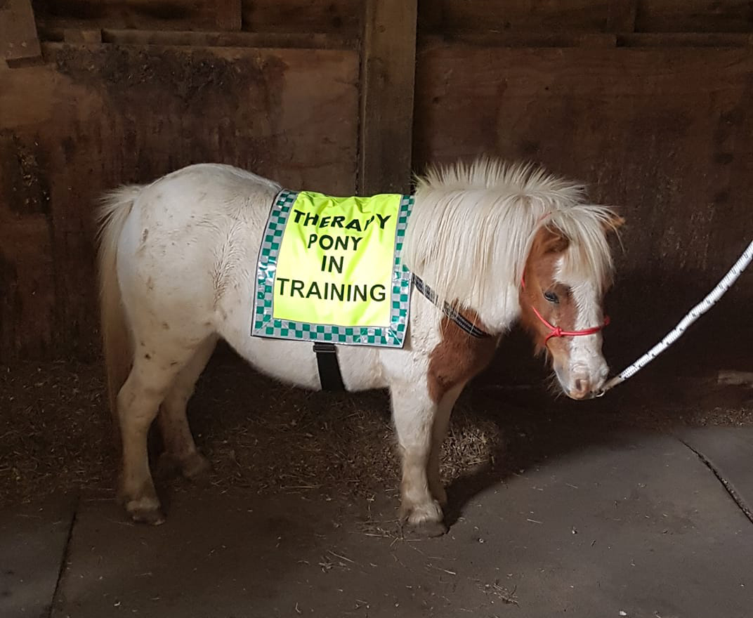 Pixie and Pickles Adventures | Therapy Ponies