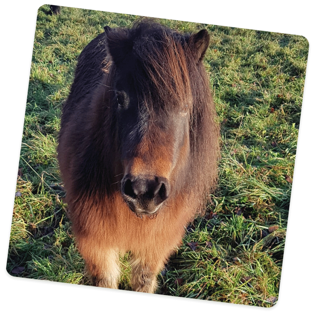 Pixie and Pickles Adventures | Therapy Ponies