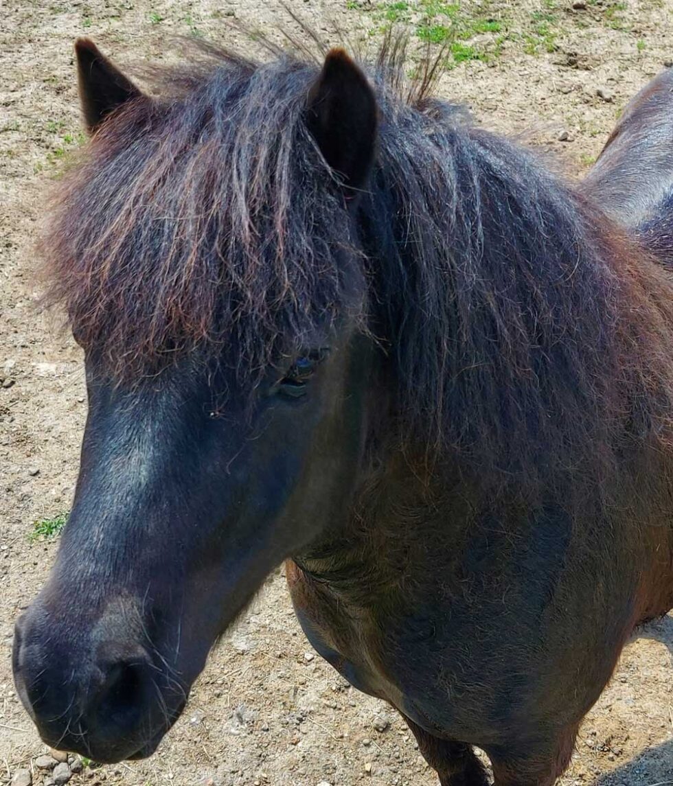 Pixie and Pickles Adventures | Therapy Ponies